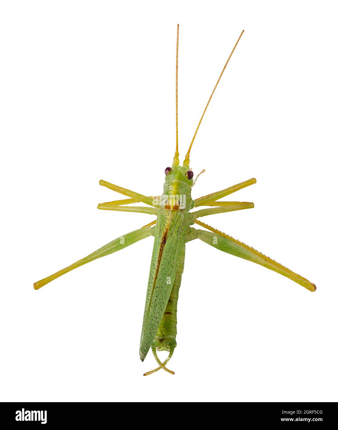 Green grasshopper isolated on white background. Clipping Path Stock ...