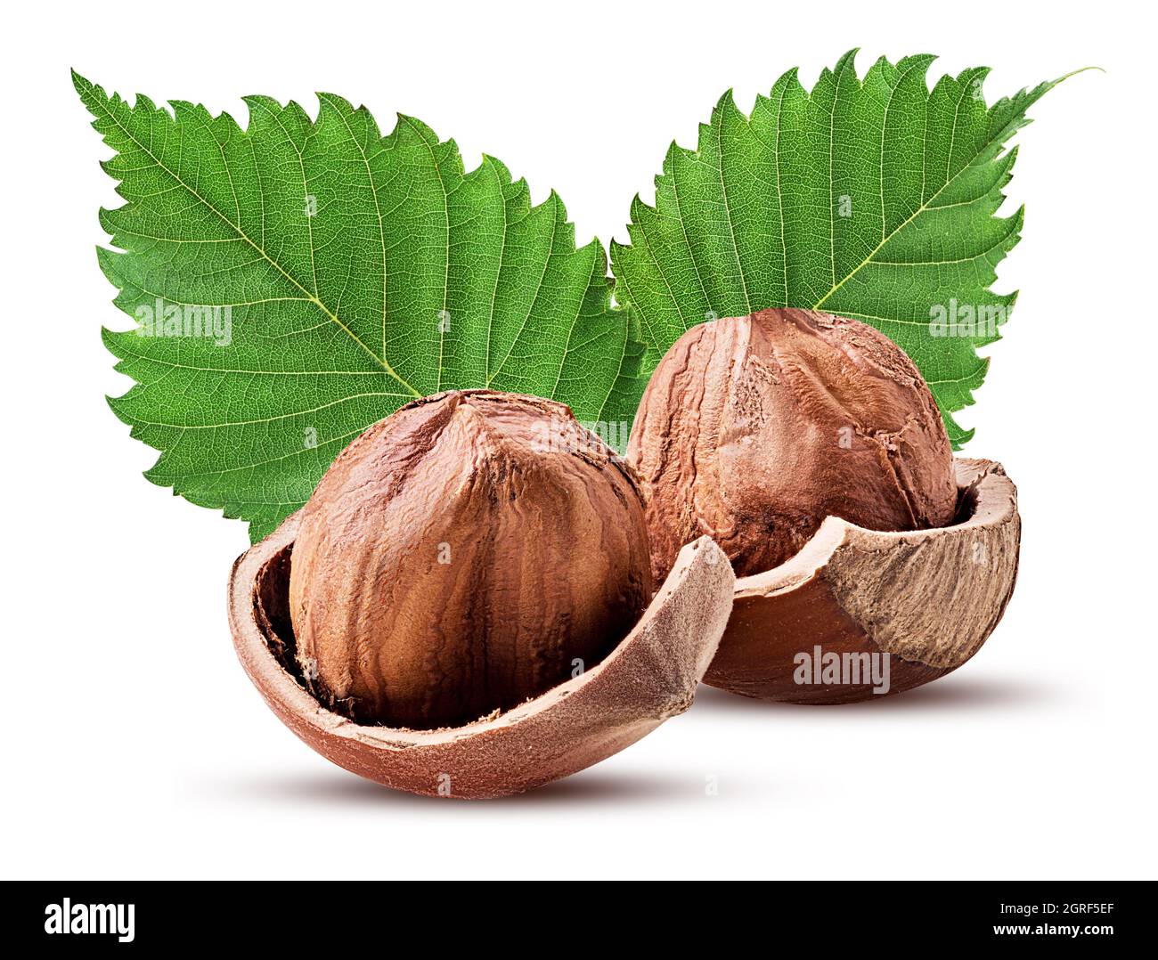 Hazelnut in shell hi-res stock photography and images - Alamy