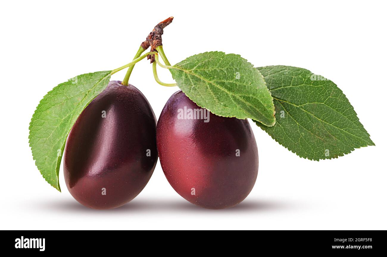 Fresh plum with leaf isolated on white background. Clipping Path. Full ...