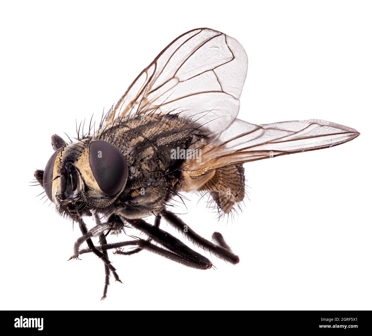 macro shot of a fly isolated on white background. Clipping Path. Full ...