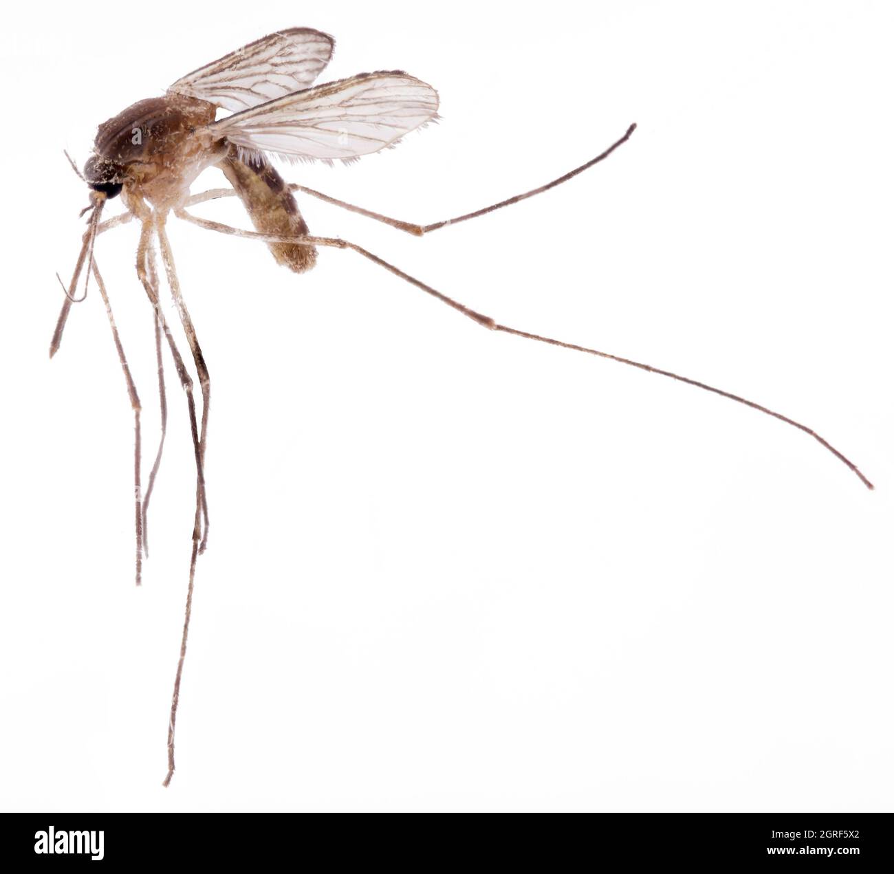 macro shot of a mosquito isolated on white background. Clipping Path ...