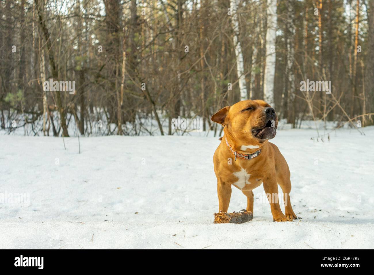 American bull mastiff dog hi-res stock photography and images - Alamy