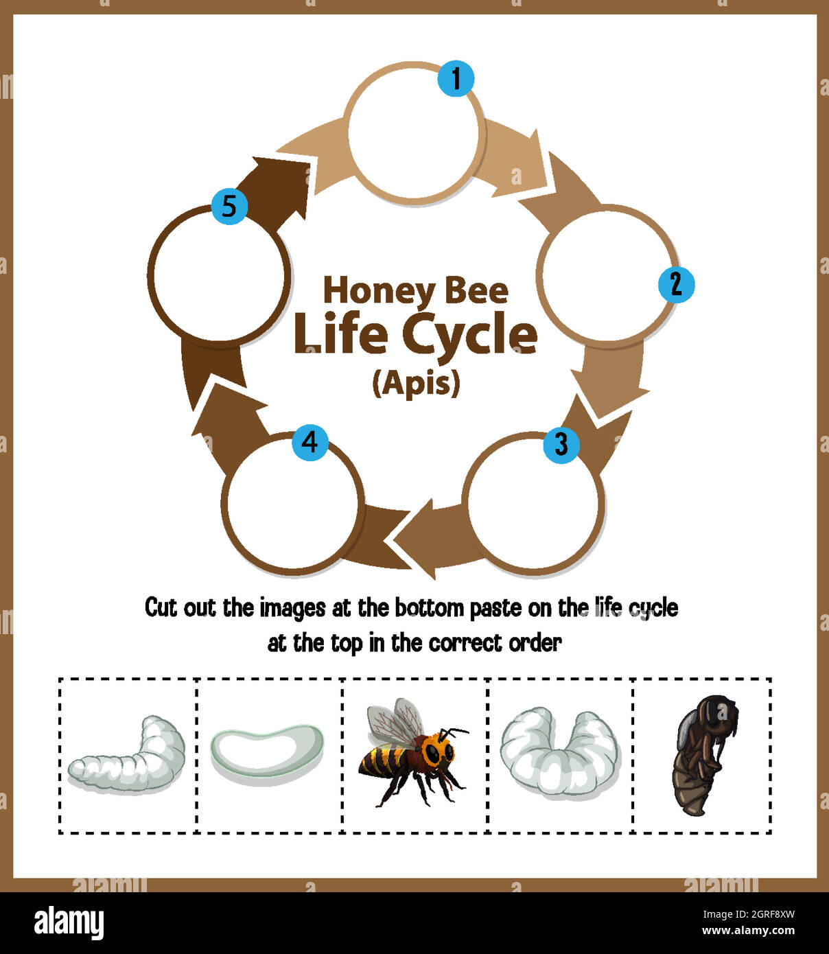 Diagram showing life cycle of Honey Bee (Apis Stock Vector Image & Art ...
