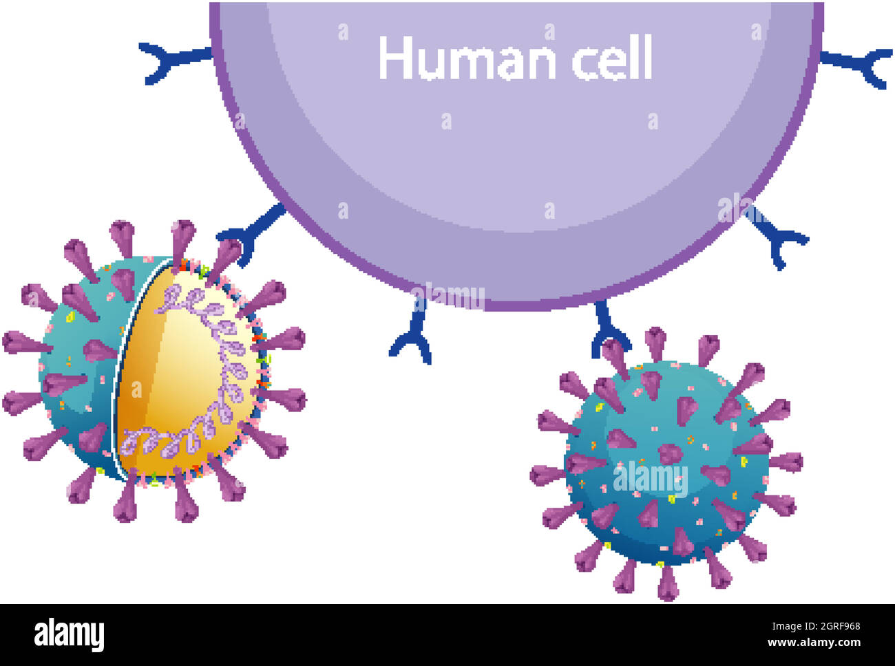 Informative human cell and coronavirus diagram Stock Vector Image & Art ...