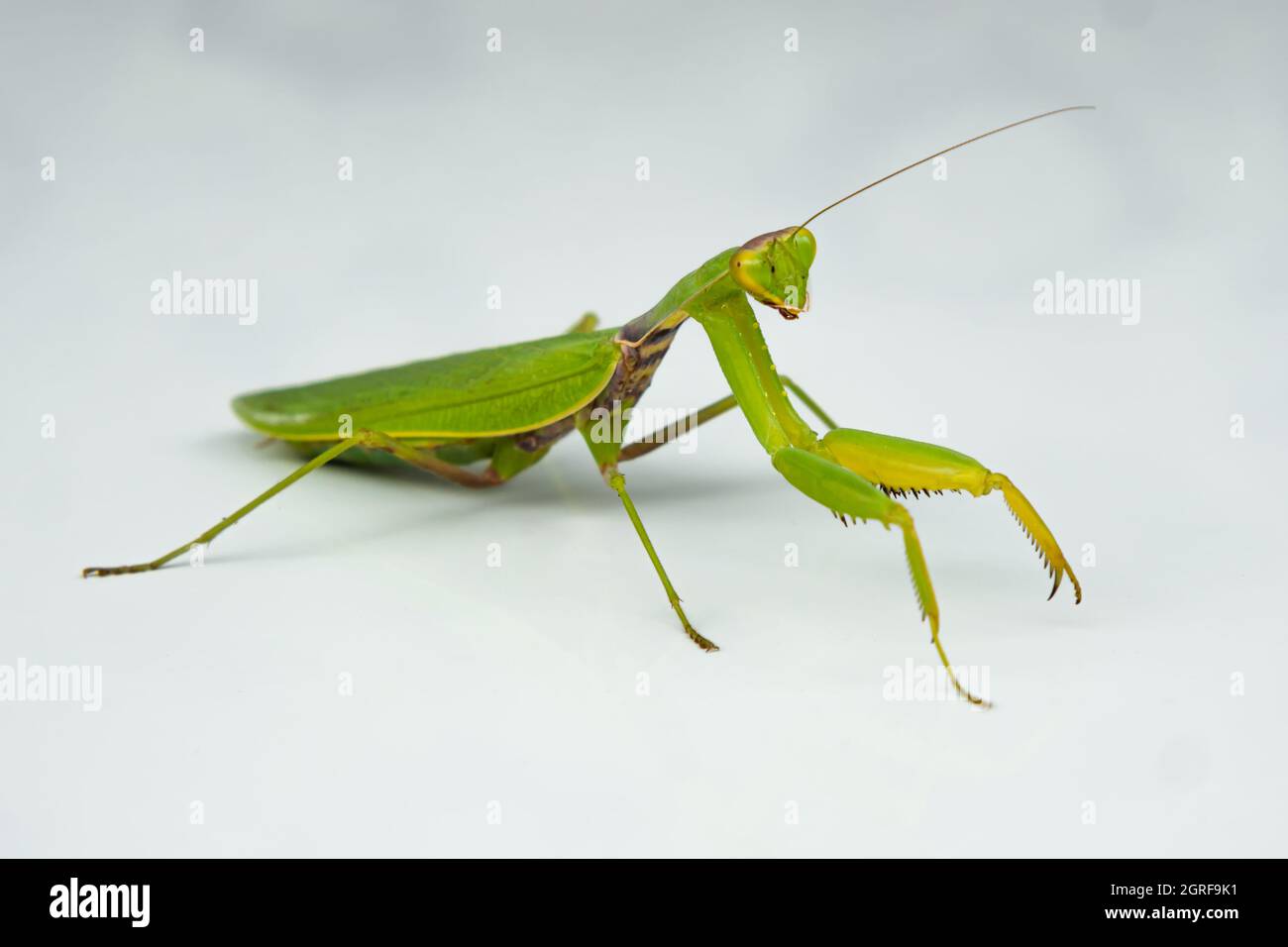 Large green-yellow mantis on white background. Selective focus. Side ...
