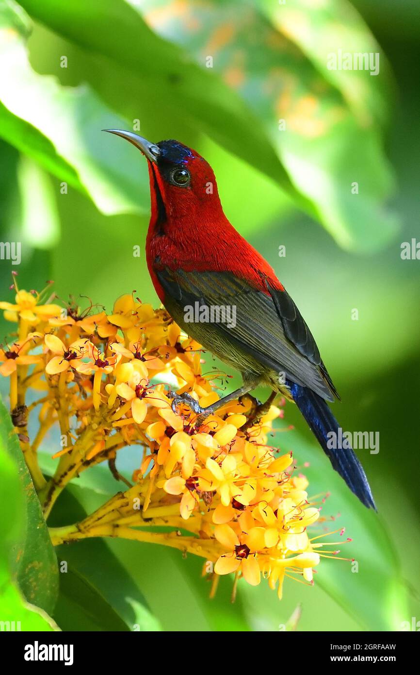 Crimson red hummingbird hi-res stock photography and images - Alamy