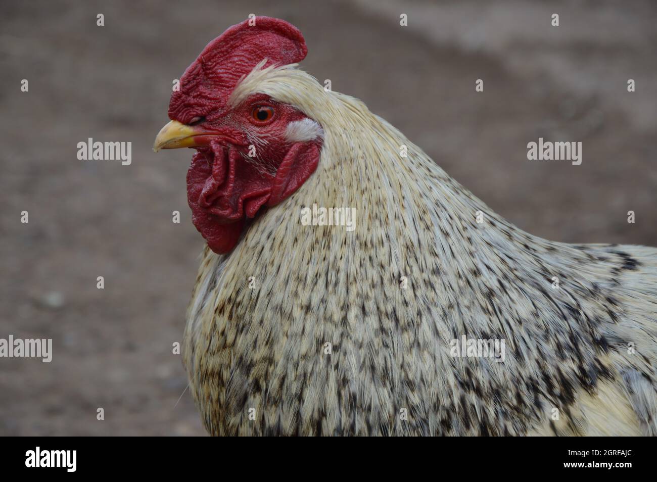 Waking rooster hi-res stock photography and images - Alamy