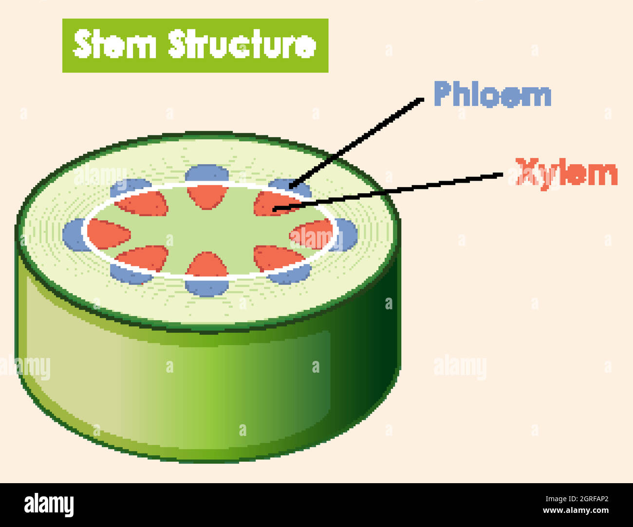 Diagram showing stem structure Stock Vector Image & Art - Alamy