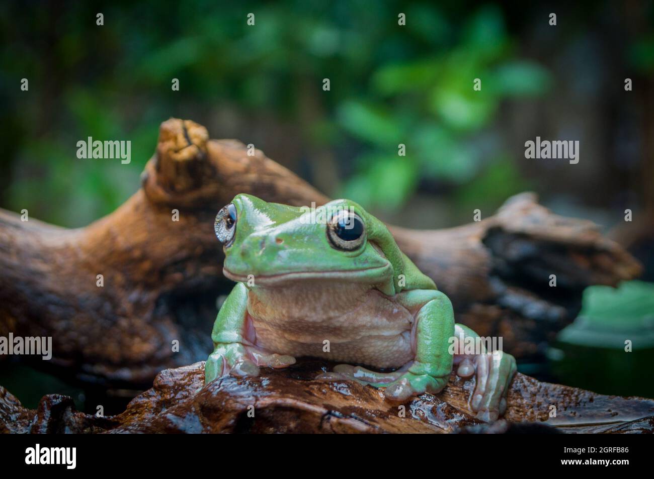 Papua new guinea tree frog hi-res stock photography and images - Alamy