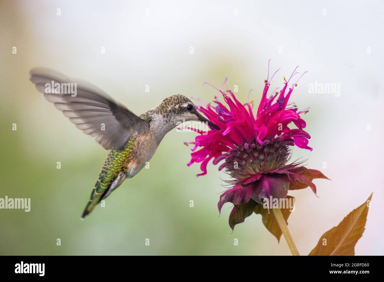 Hummingbird Falls High Resolution Stock Photography and Images - Alamy