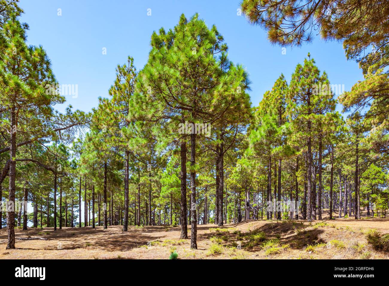 Pine tree forest in El Hierro Island, The Canaries, Spain Stock Photo ...