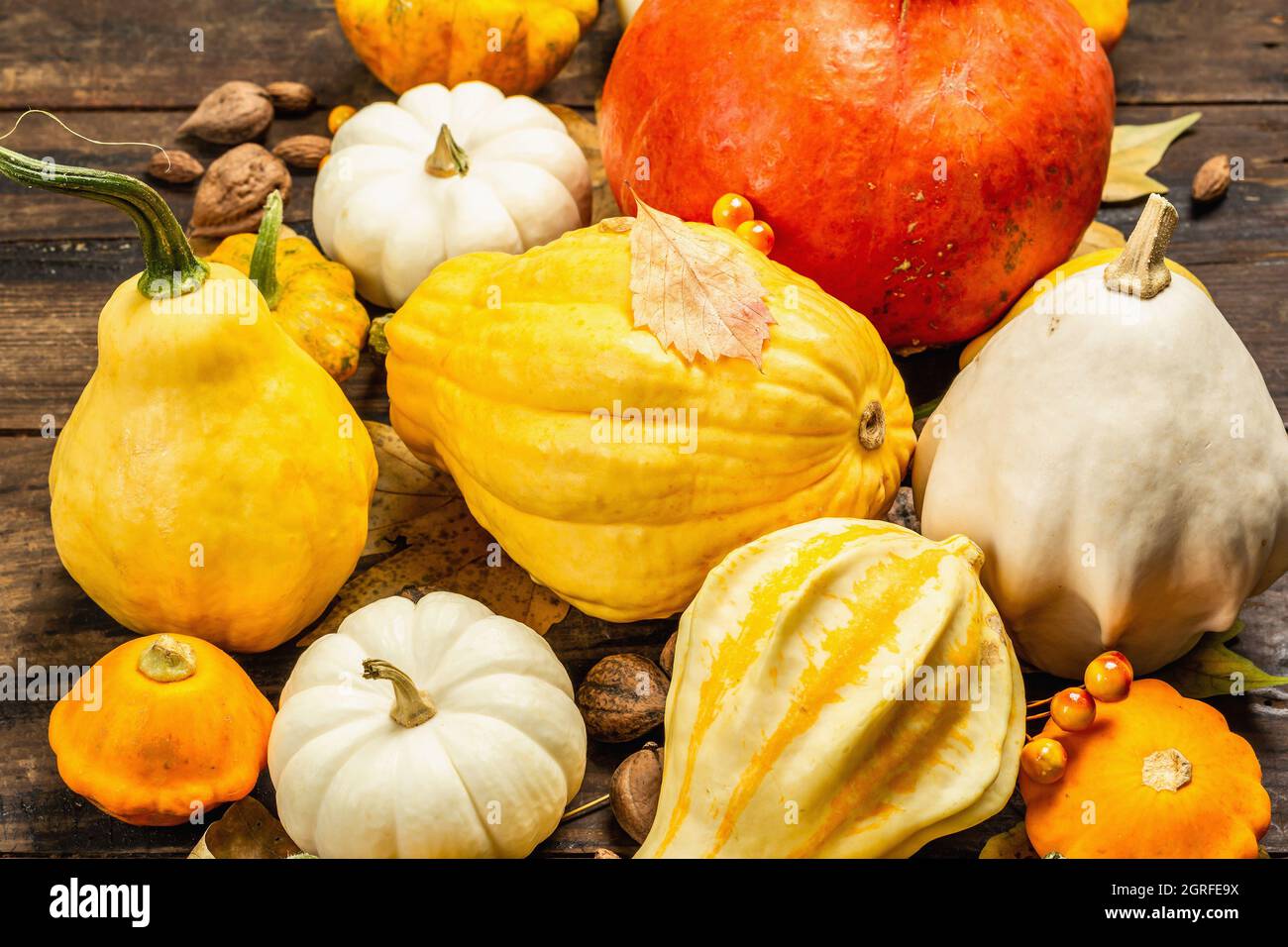 Various pumpkins and squashes harvest. Beautiful autumn background with ...