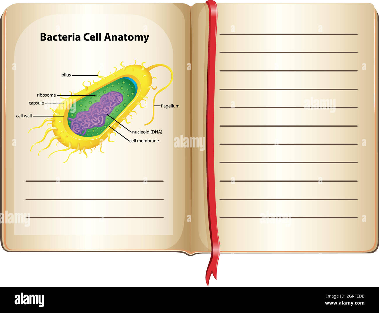 Bacteria cell anatomy hi-res stock photography and images - Alamy