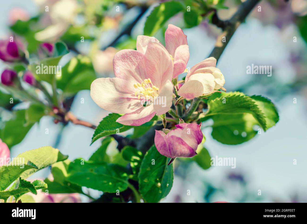 Apple tree flower Stock Photo - Alamy