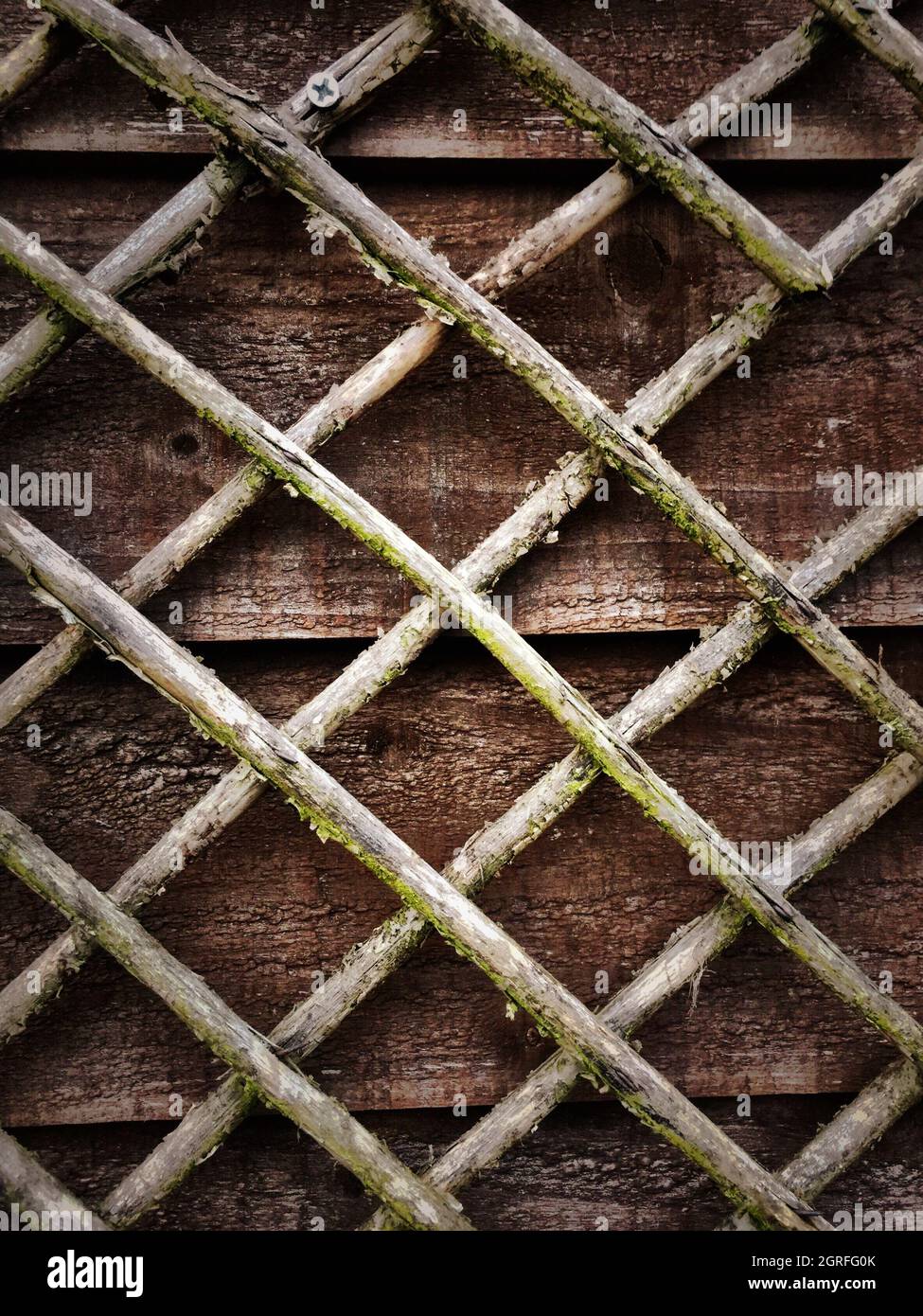 Trellis fence background hi-res stock photography and images - Alamy