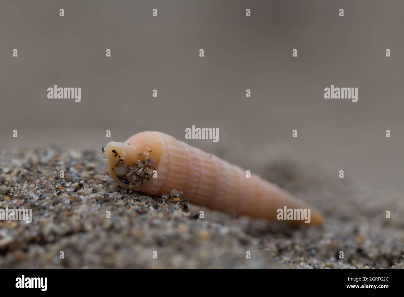 Crab Shell Texture High Resolution Stock Photography and Images - Alamy