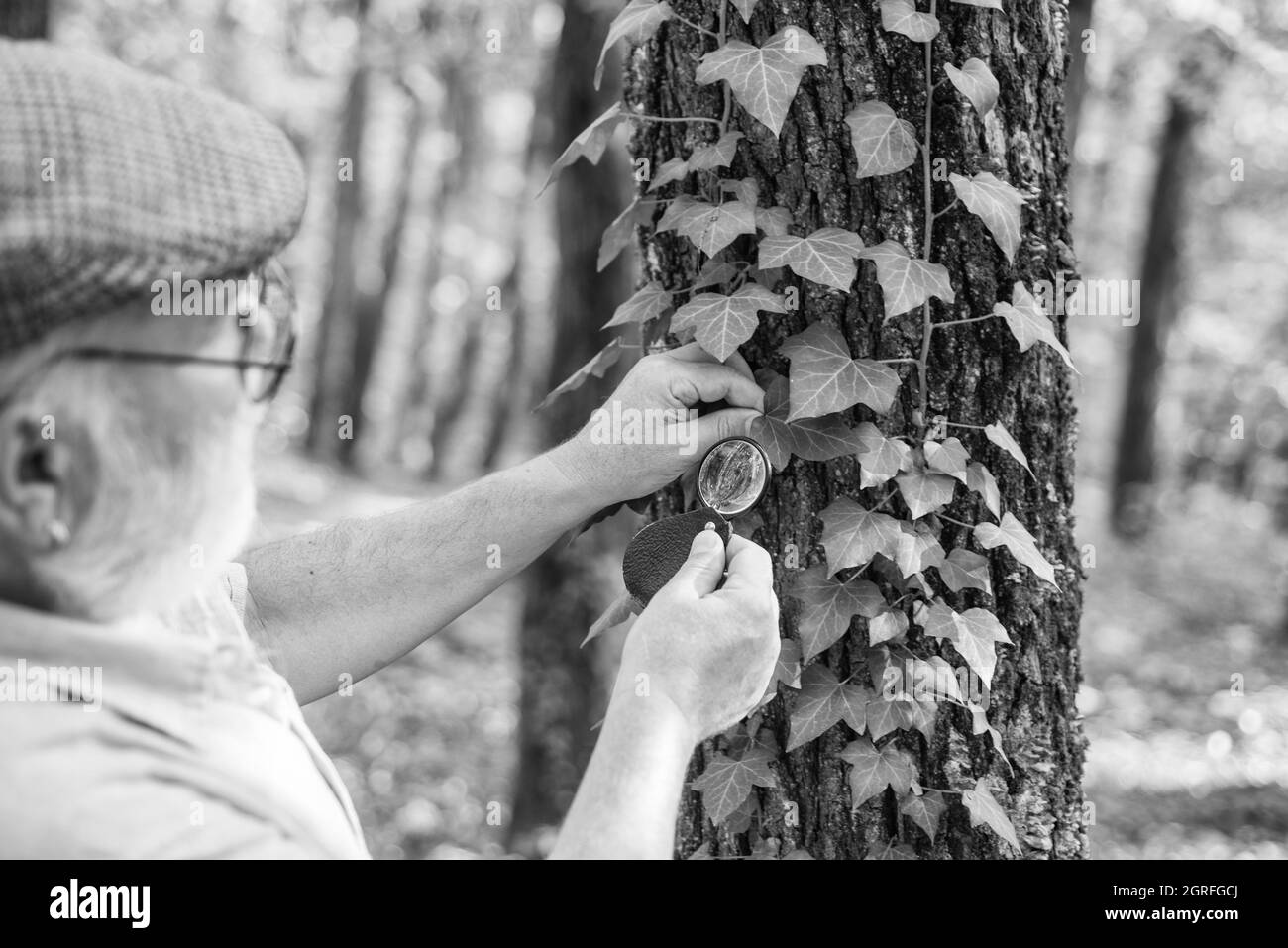 Back to nature. Elderly man examine tree leaves with magnifying glass ...