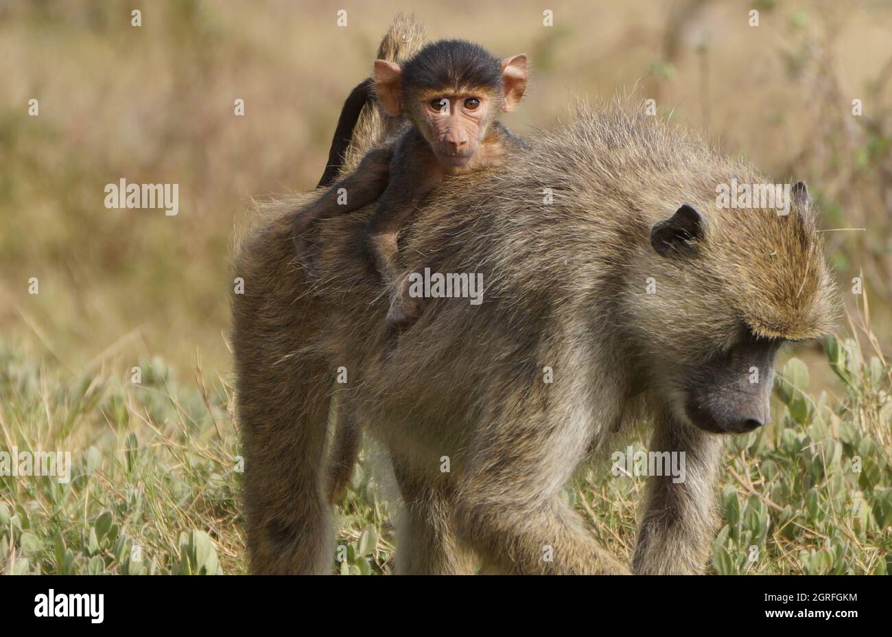 Baboon standing up hi-res stock photography and images - Alamy