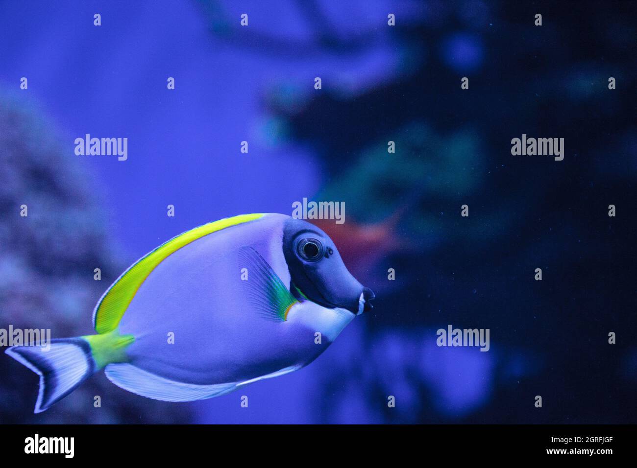 Powderblue tang fish hi-res stock photography and images - Alamy