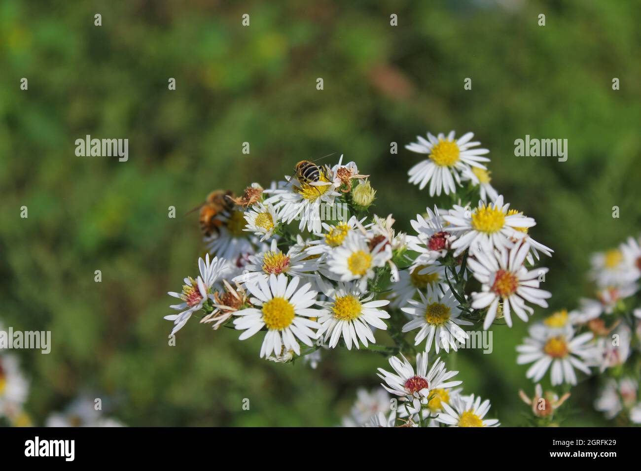 Wildflowers and bugs in the summer flower garden Stock Photo - Alamy