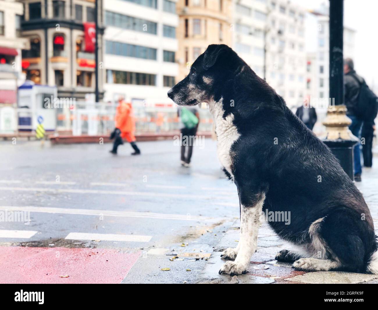 Dog istanbul hi-res stock photography and images - Alamy