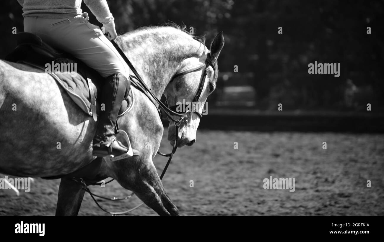 Man mounted on horse Black and White Stock Photos & Images - Alamy