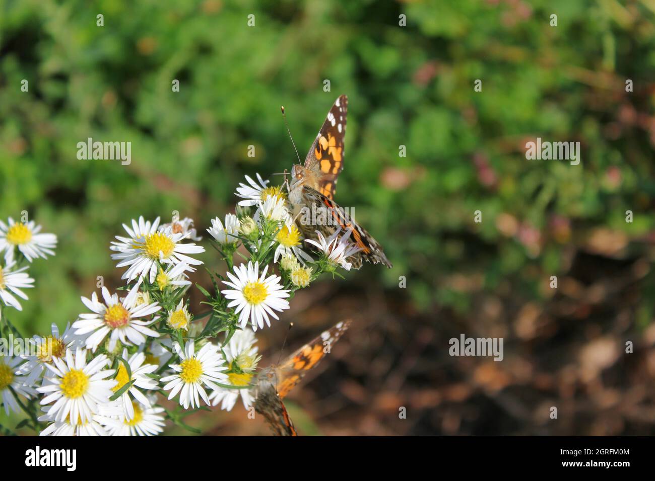 Wildflowers and butterflies in the summer flower garden Stock Photo - Alamy