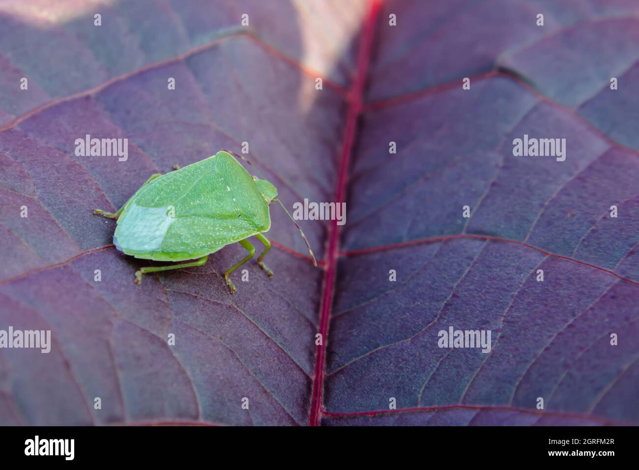 Macrophotograph of a green stink bug sitting on a purple flower leaf ...