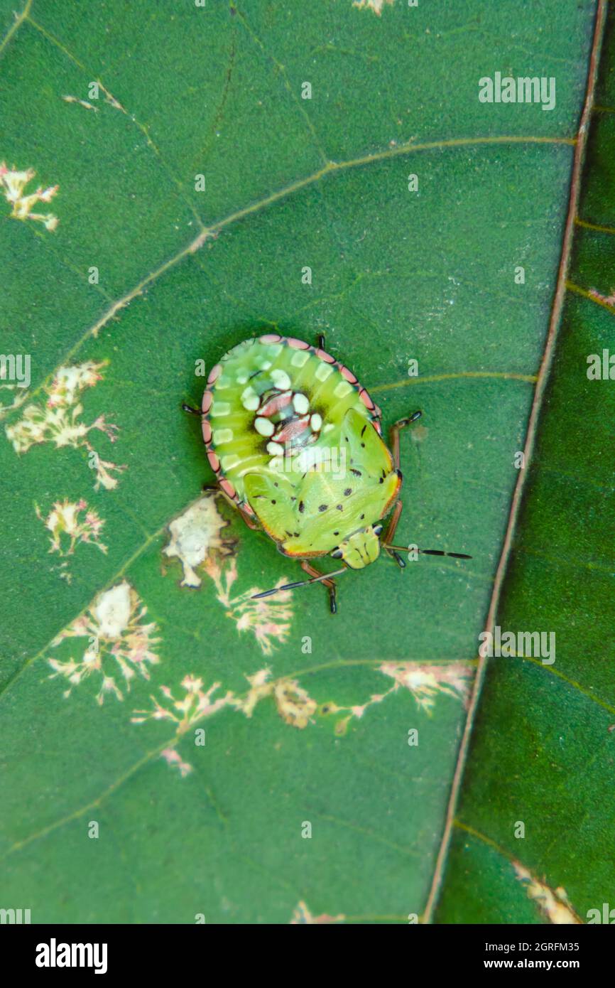 Semi strawflies hi-res stock photography and images - Alamy