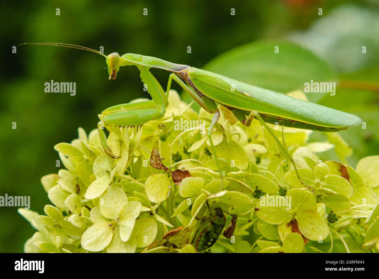 A large green mantis sits on the green leaves of a flower. Side view ...