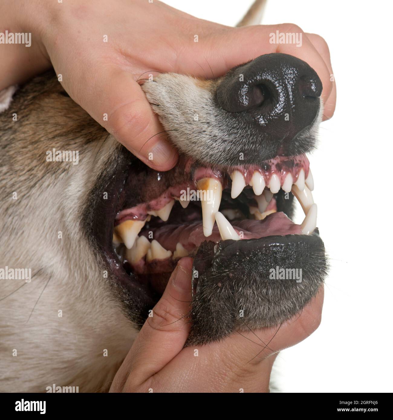 Animal with teeth hi-res stock photography and images - Alamy