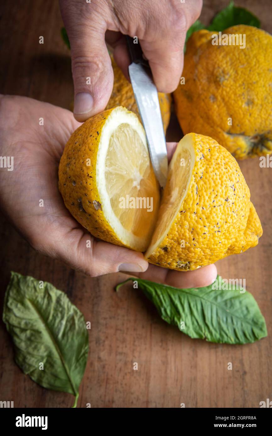 France, Alpes Maritimes, Menton, rough lemon (Citrus jambhiri Stock ...