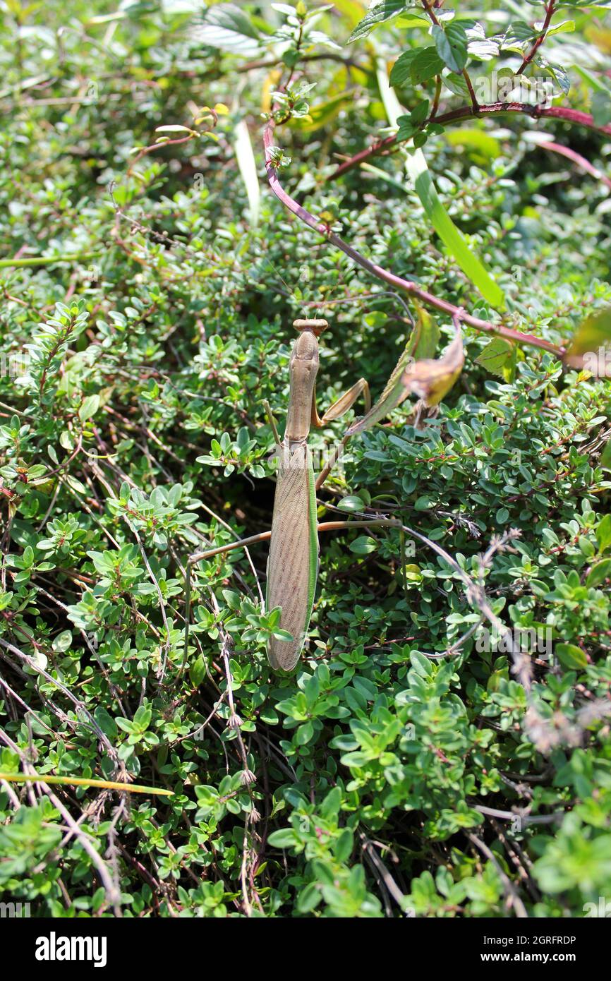 Adult praying mantis hunting for prey in the summer vegetable garden ...