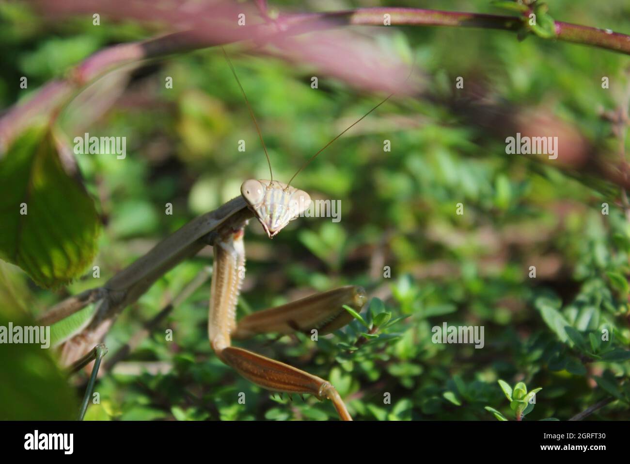 Adult praying mantis hunting for prey in the summer vegetable garden ...