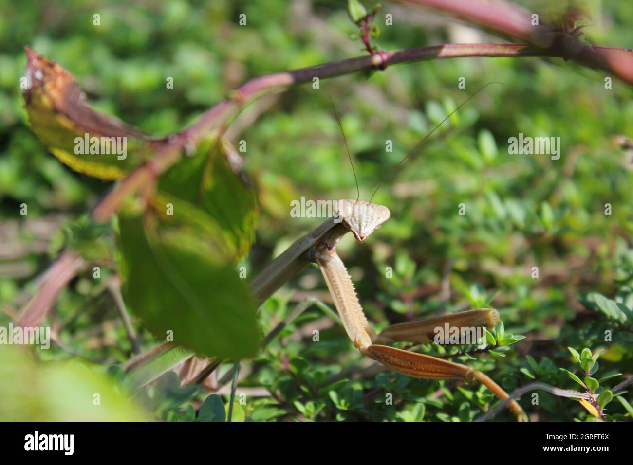 Adult praying mantis hunting for prey in the summer vegetable garden ...