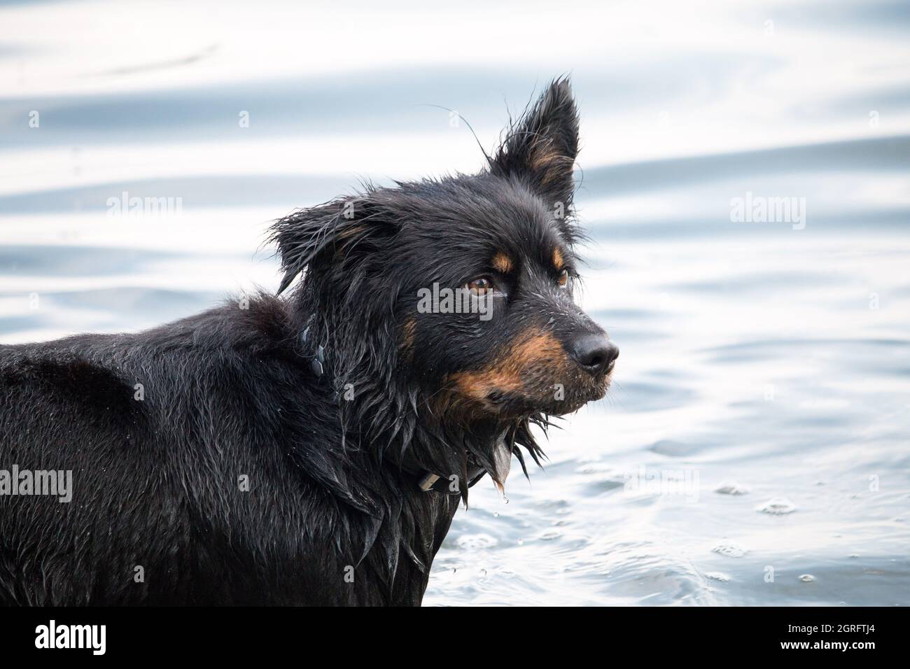 Border collie mix hi-res stock photography and images - Alamy