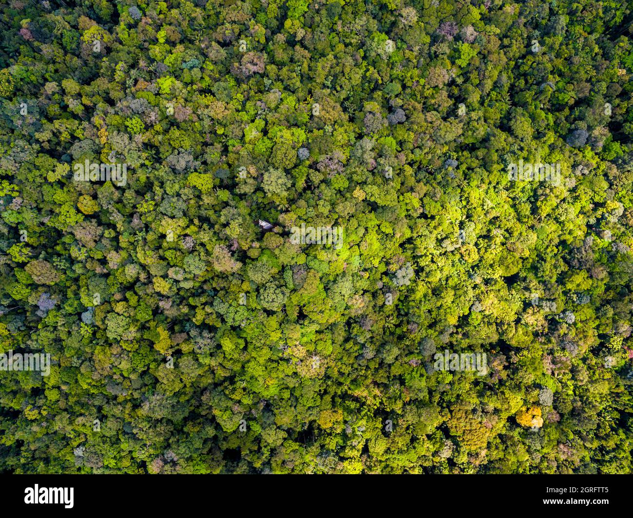 Tropical rainforest aerial hi-res stock photography and images - Alamy