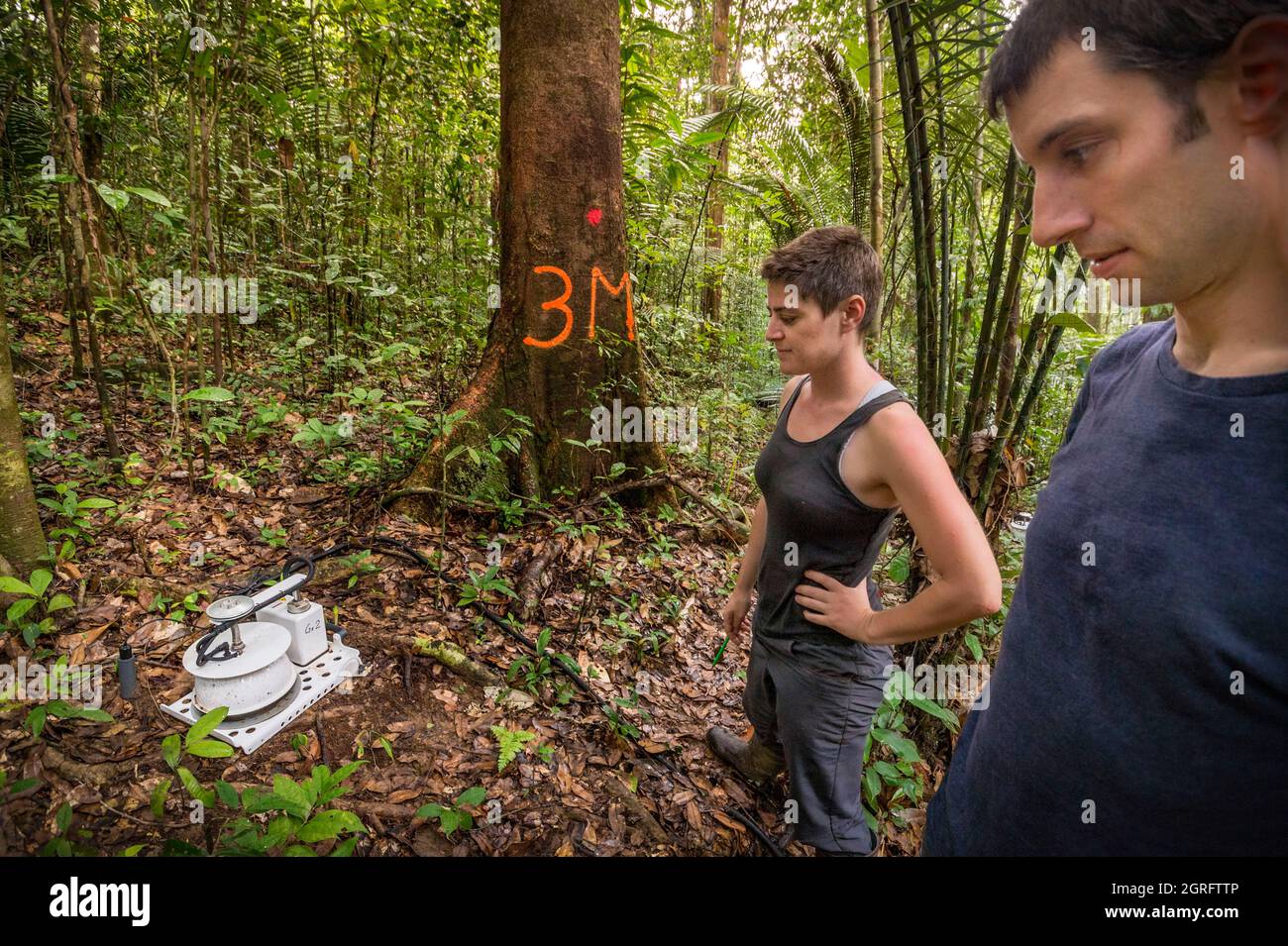 Rainforest strata hi-res stock photography and images - Alamy