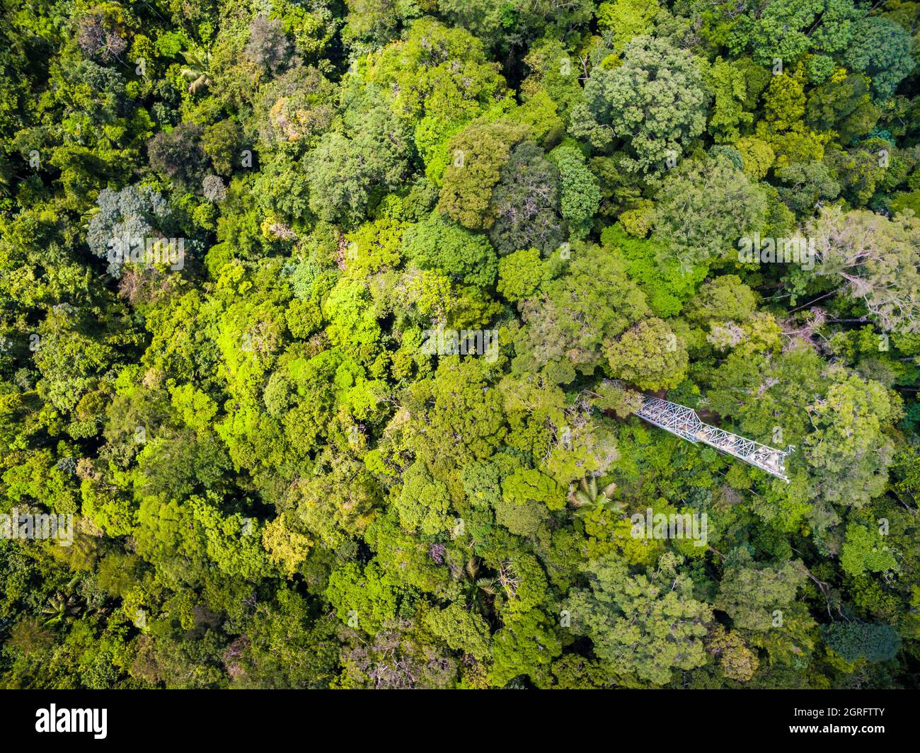 Rainforest canopy aerial hi-res stock photography and images - Alamy