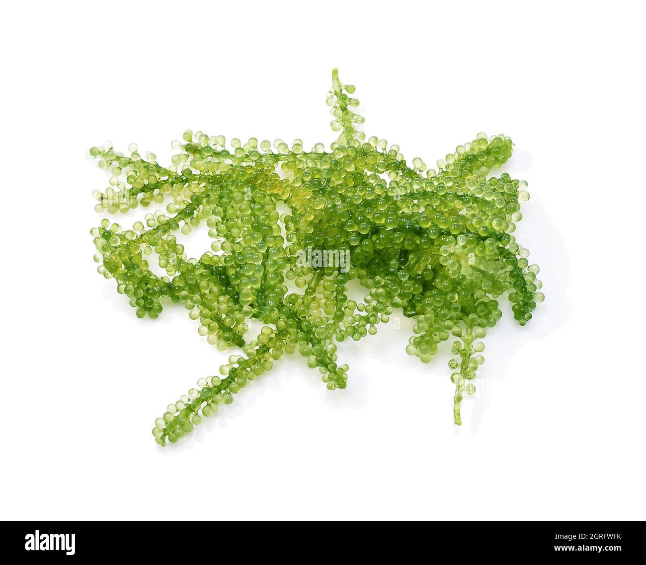Caulerpa Lentillifera High Resolution Stock Photography and Images - Alamy