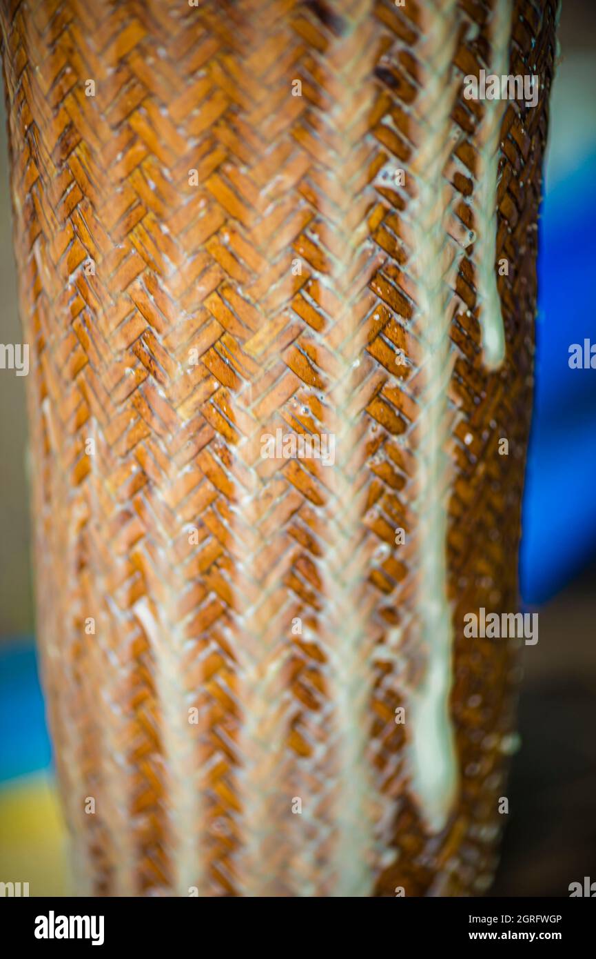 Cassava snake hi-res stock photography and images - Alamy