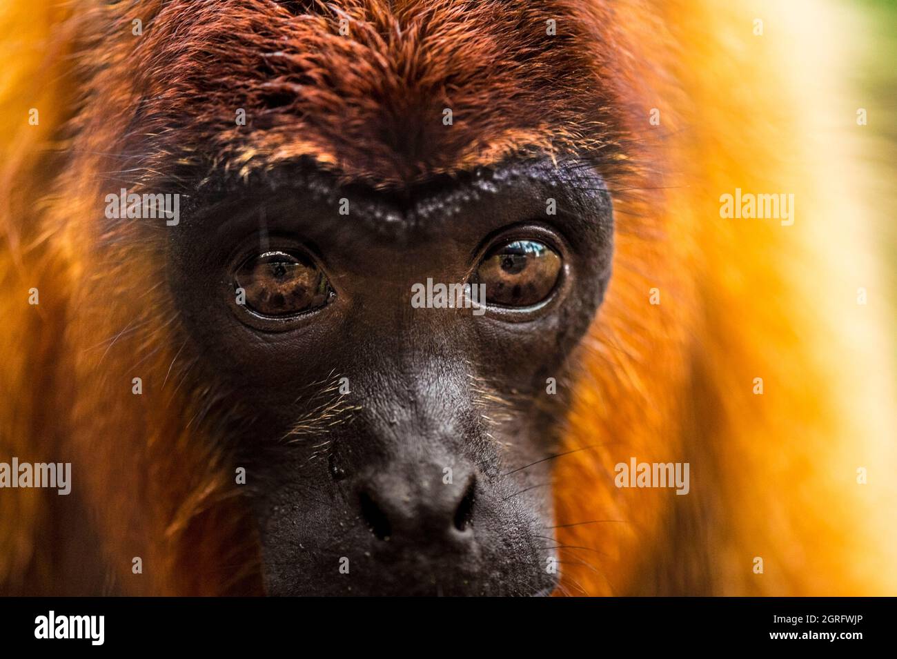 France, French Guiana, Cayenne, Zoological and Botanical Park of French ...