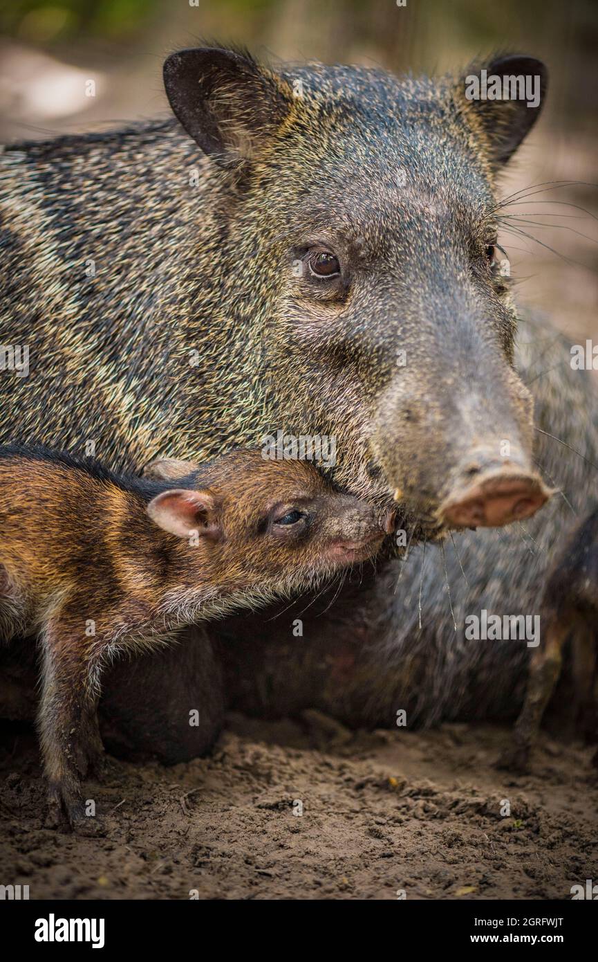 Pakira hi-res stock photography and images - Alamy