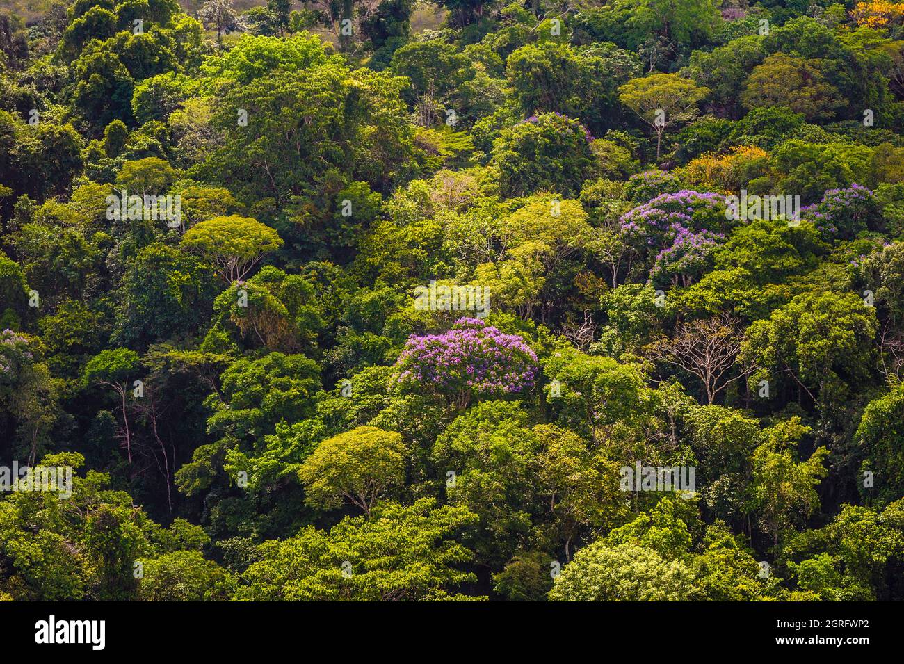 France, French Guiana, Saül, Parc Amazonien de Guyane, aerial view on ...