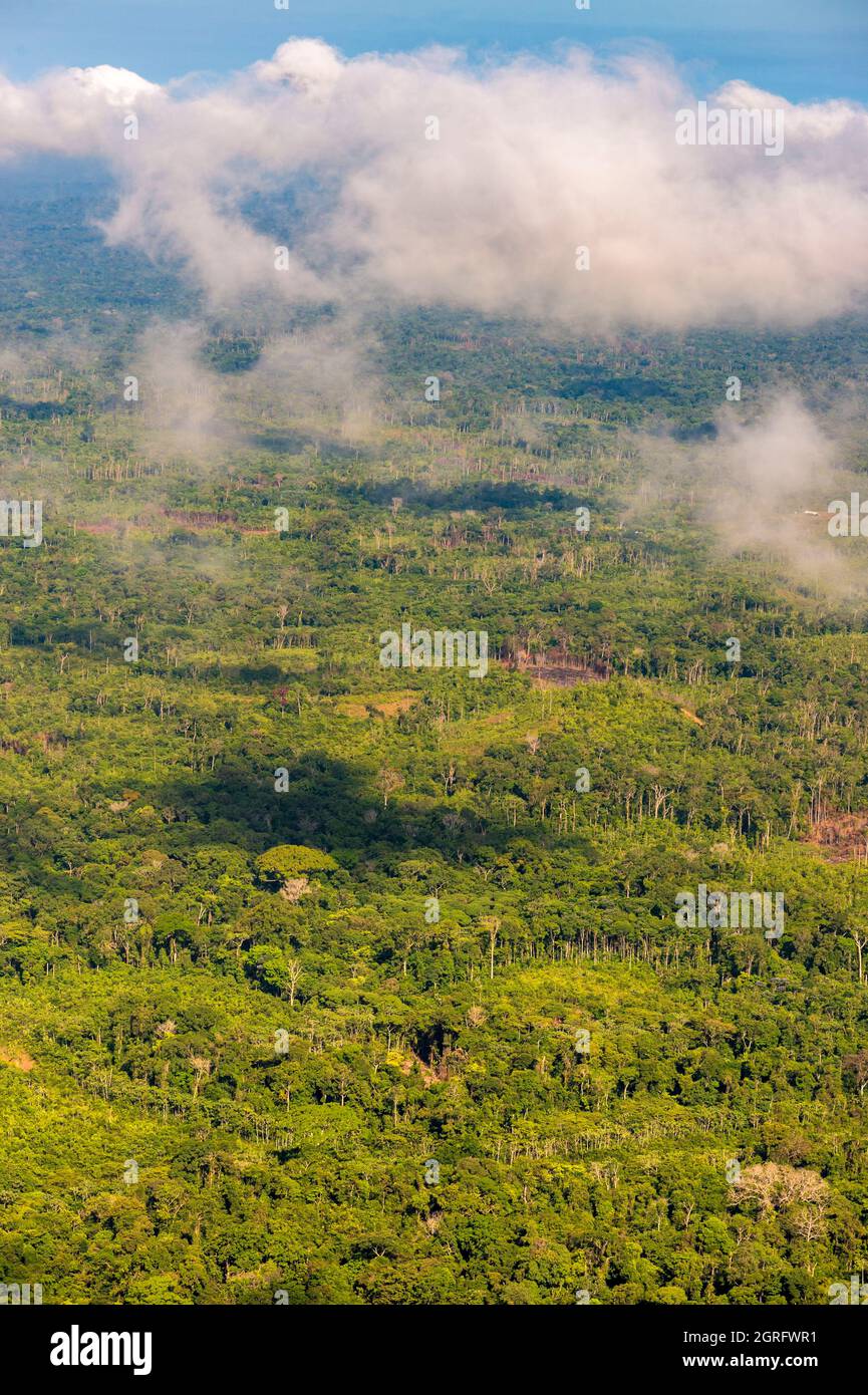 France, French Guiana, aerial view of the tropical rainforest between ...