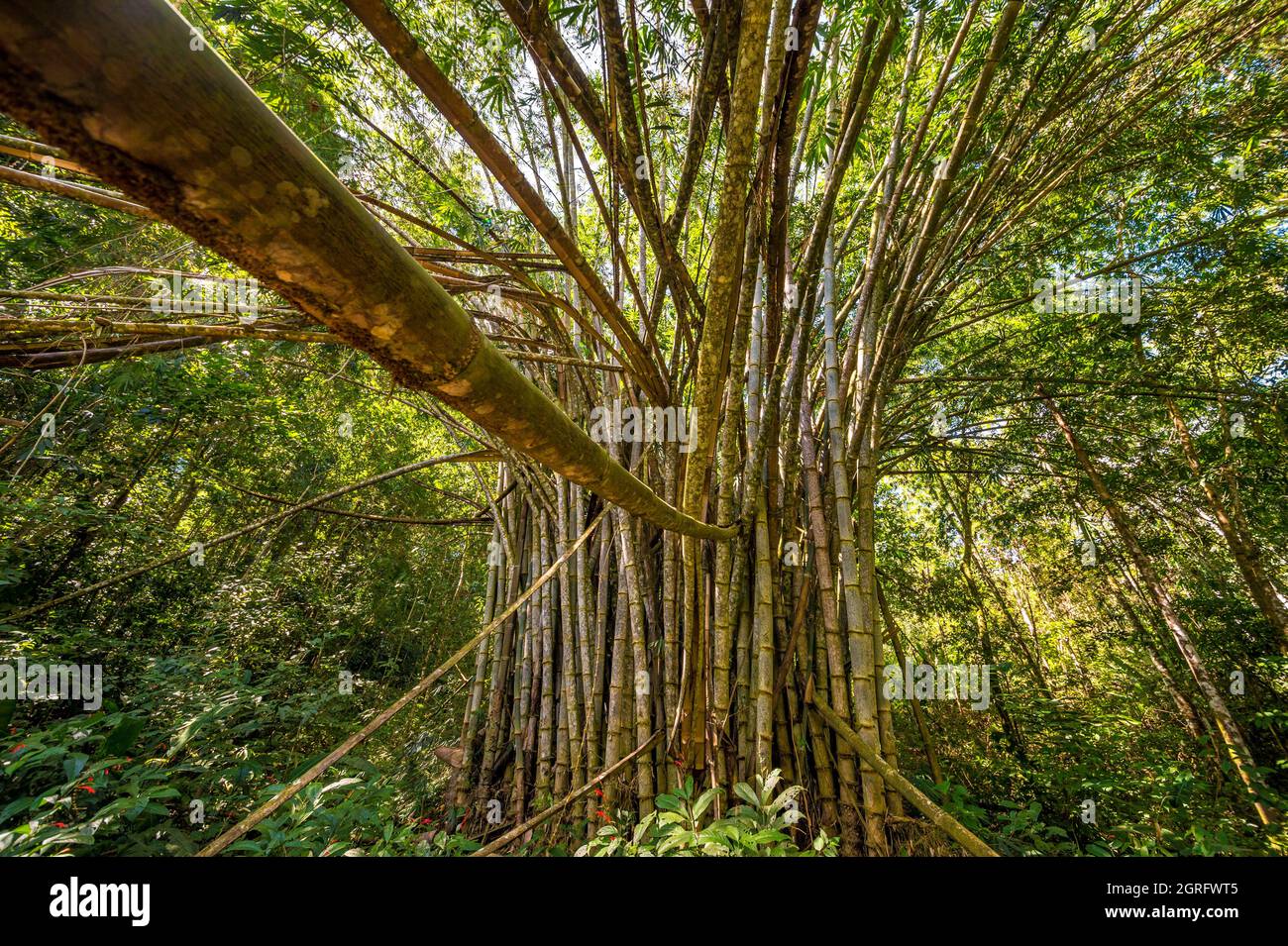 France, French Guiana, Saül, Parc Amazonien de Guyane, giant bamboo in ...