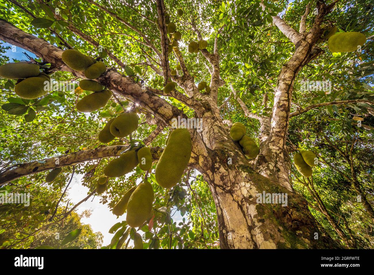 France, French Guiana, Saül, Parc Amazonien de Guyane, tropical ...