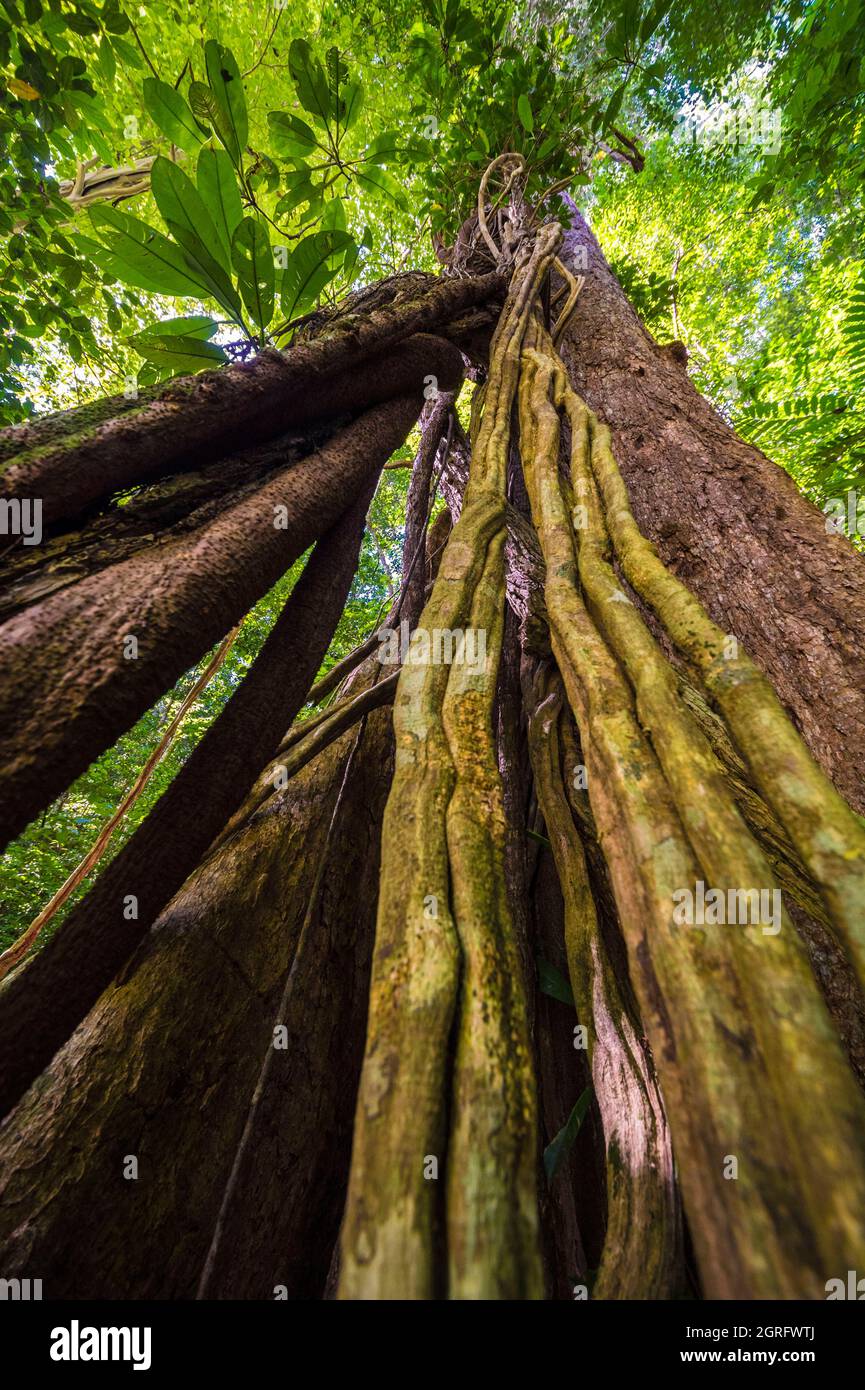 France, French Guiana, Saül, Parc Amazonien de Guyane, huge lianas in ...