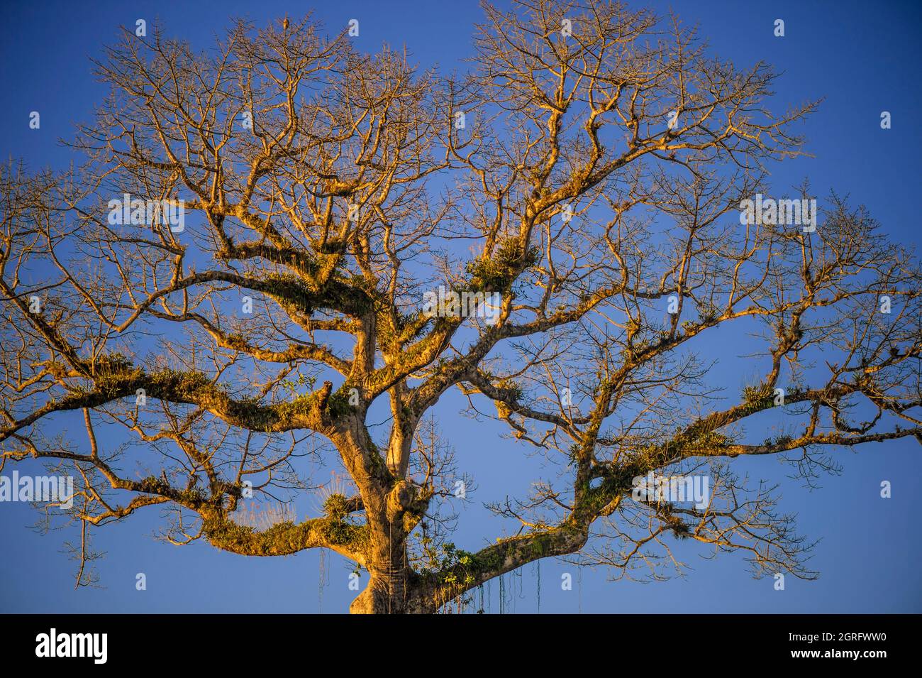 Bombax ceiba tree hi-res stock photography and images - Alamy