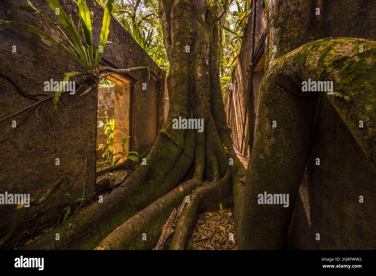 France, French Guiana, Kourou, Salvation Islands, Saint-Joseph Island ...